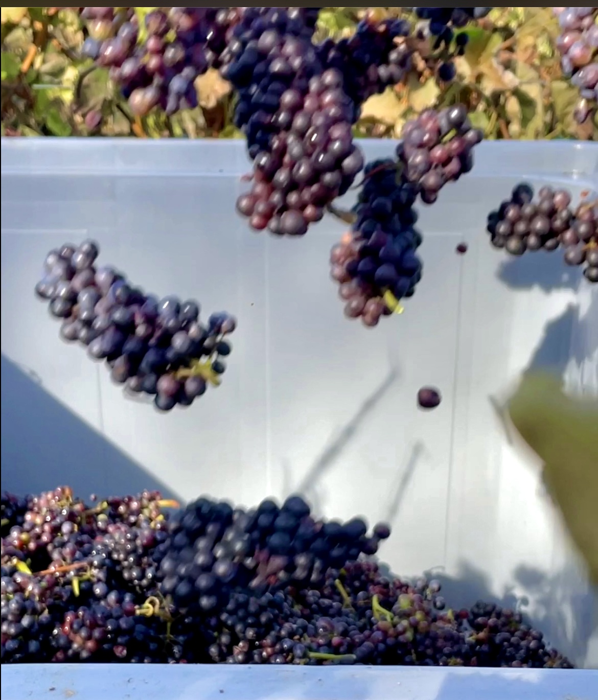 Our Precious Grapes Are In | Busi Jacobsohn