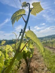 Open Day, Awards & Food Pairings | Busi Jacobsohn