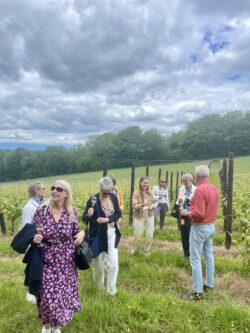 Flowering Vines & Sunny Open Days | Busi Jacobsohn